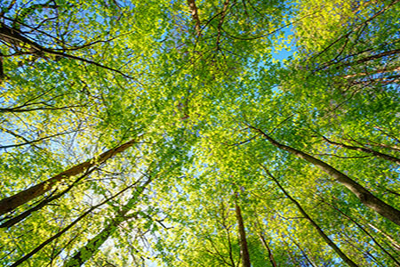 Palantir and Tree Energy Solutions announce partnership | Global ...
